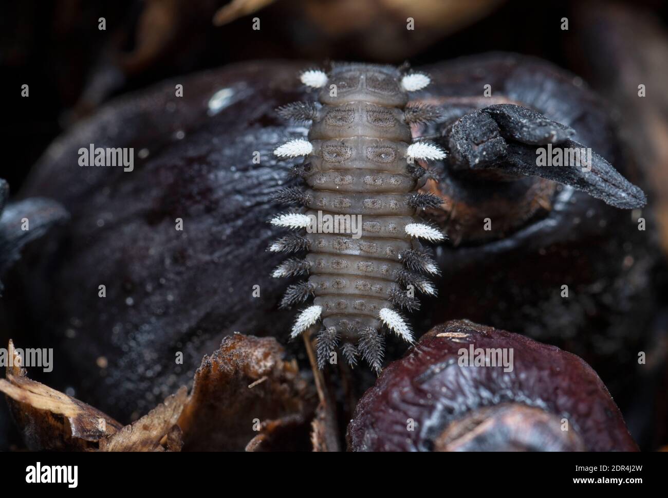 Marine biology larva hi-res stock photography and images - Alamy