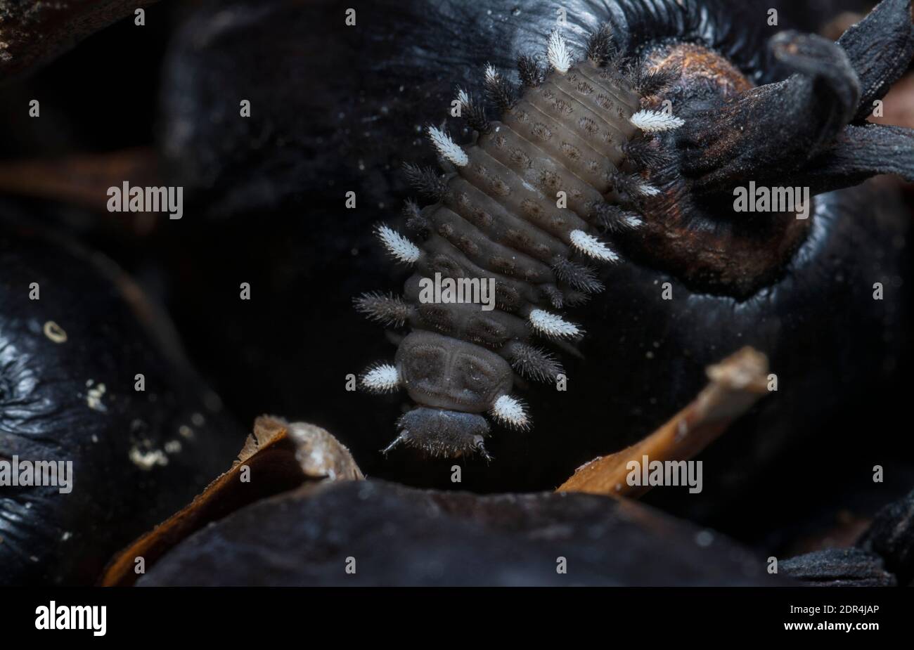 Black oil beetle hi-res stock photography and images - Alamy