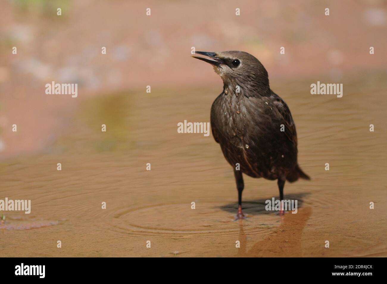 Juvenile starling drinking from puddle Stock Photo - Alamy