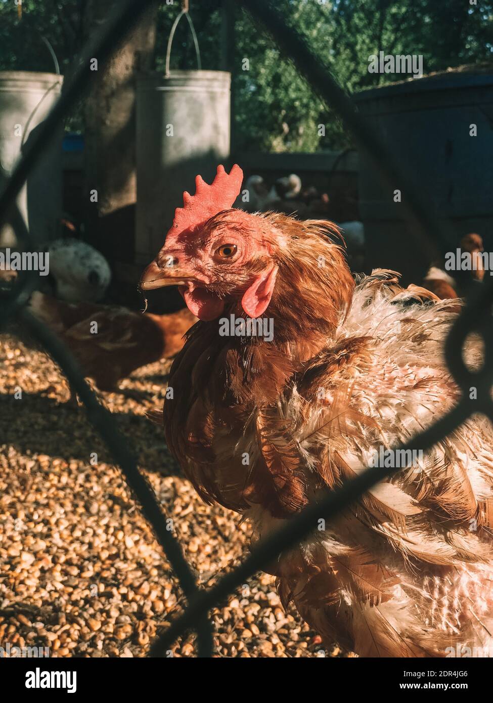 Zoomed in bird hi-res stock photography and images - Alamy