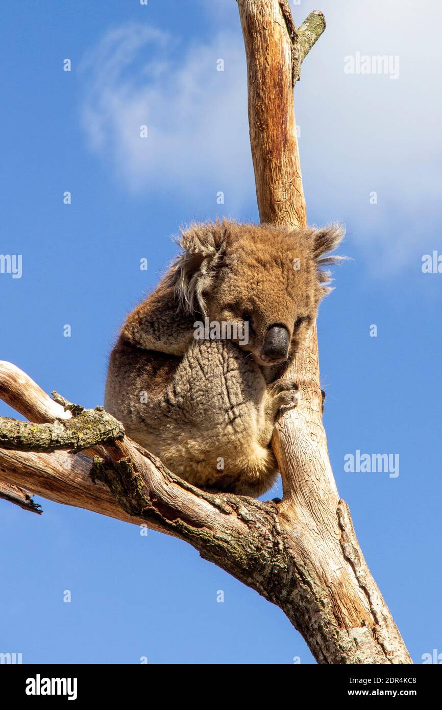 Southern Koala hanging onto a eucalyptus tree Stock Photo - Alamy