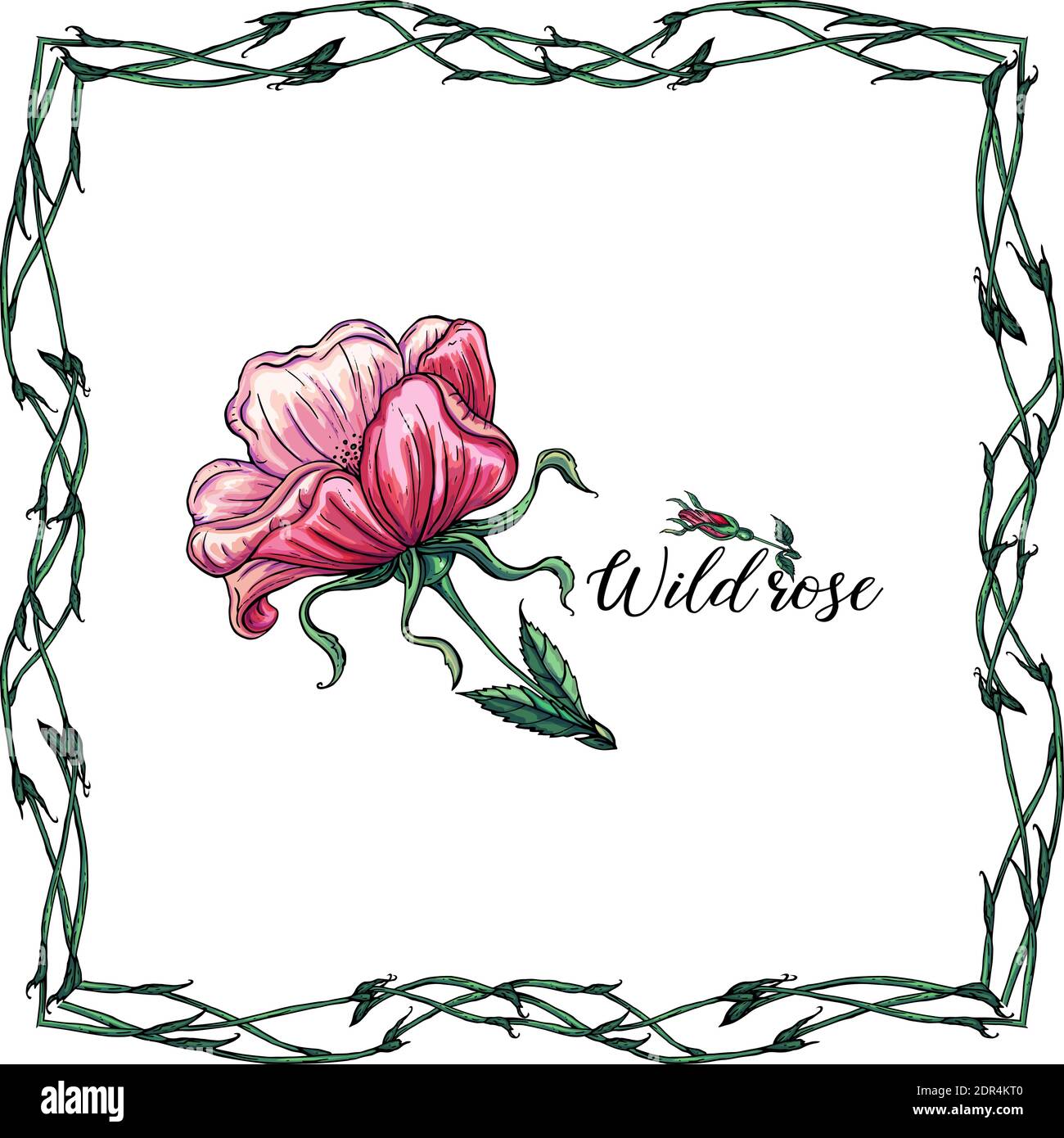 Frame dog rose flowers Cut Out Stock Images & Pictures - Alamy