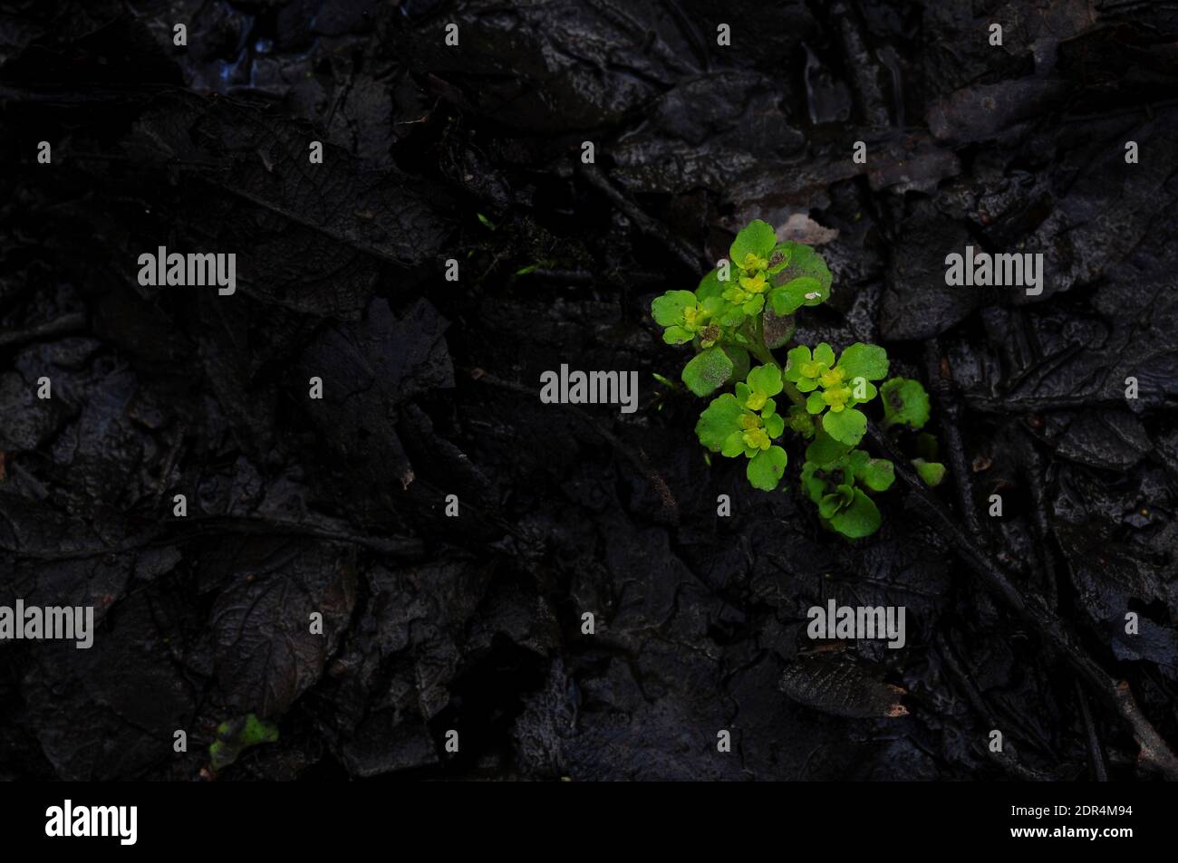 Opposite-leaved golden saxifrage Stock Photo - Alamy