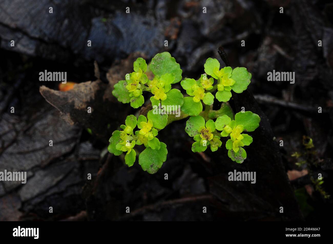 Opposite-leaved golden saxifrage Stock Photo - Alamy
