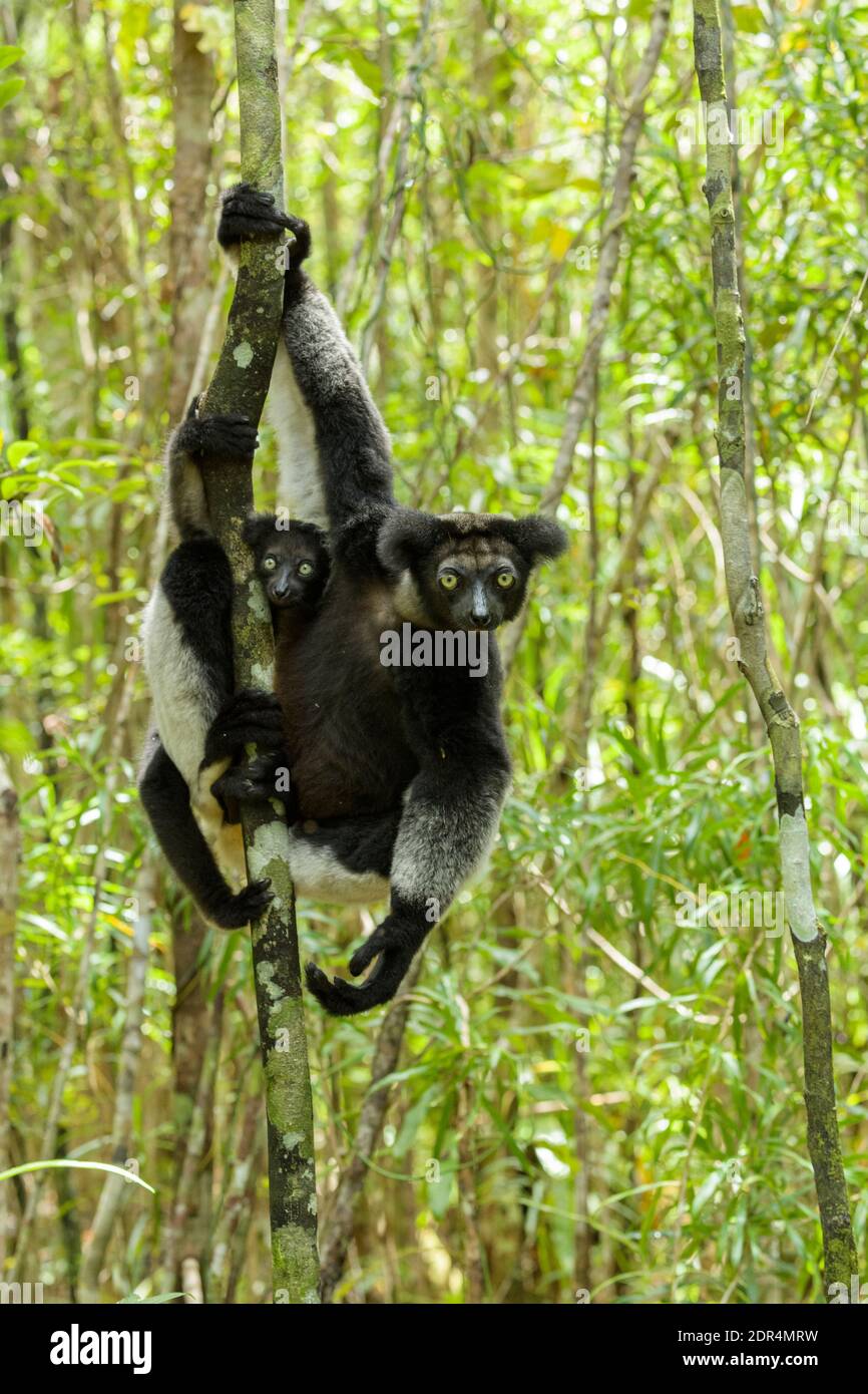 Female and baby Indri (Indri indri), Palmarium Reserve, Madagascar ...