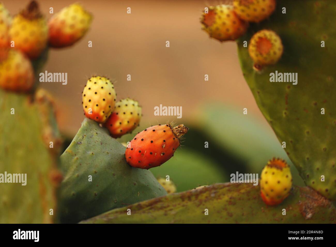 Prickly pear tree malta hi-res stock photography and images - Alamy