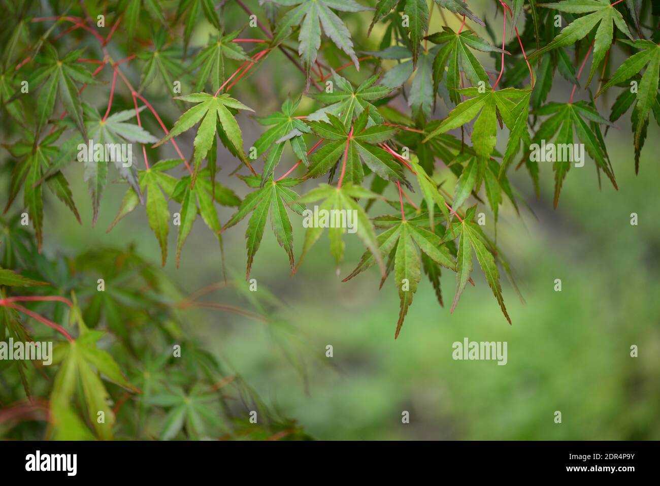 Budding maple tree hi-res stock photography and images - Alamy