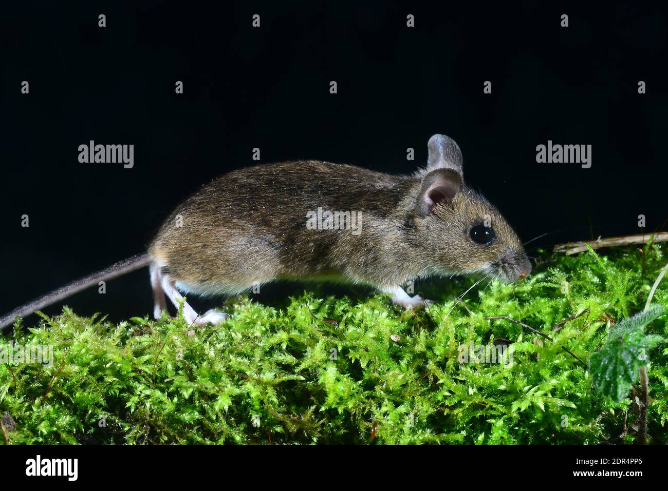 wood mouse apodemus sylvaticus Stock Photo - Alamy