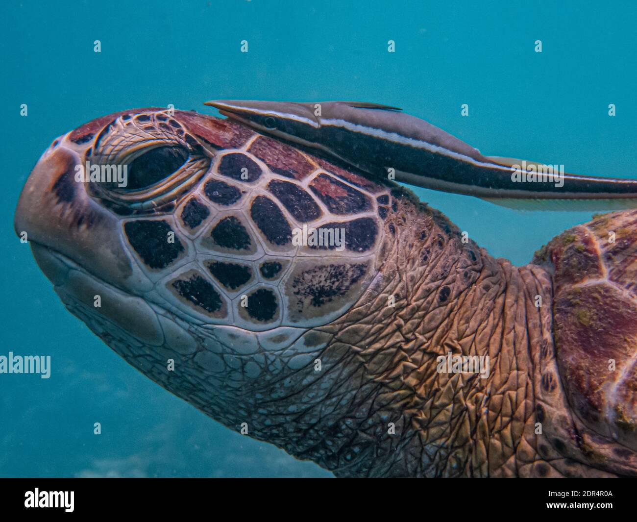 Turtle with sucker fish hi-res stock photography and images - Alamy