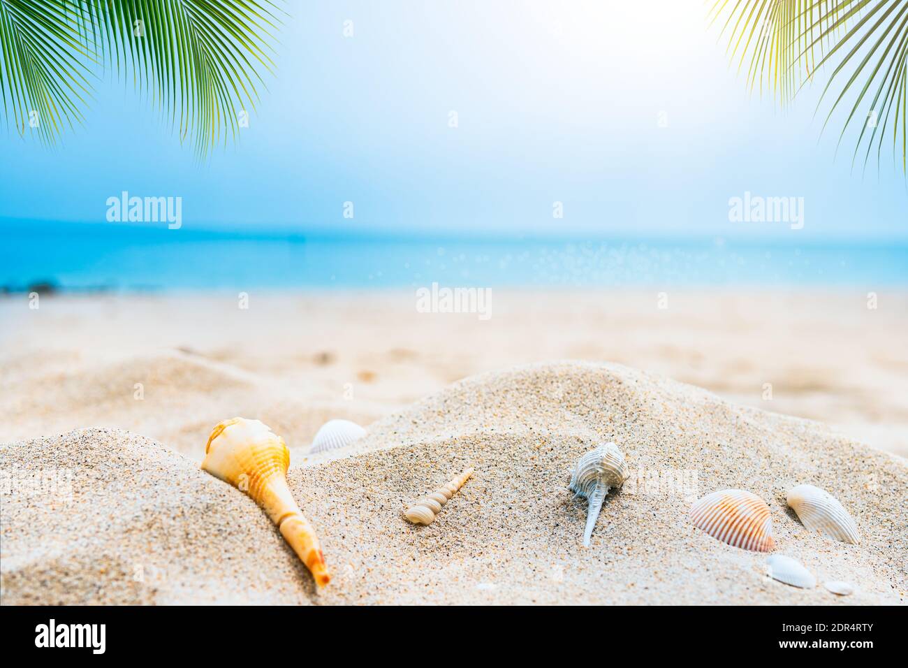 Beach scene shells starfish hi-res stock photography and images - Alamy