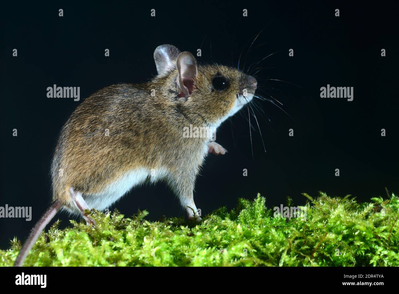wood mouse apodemus sylvaticus Stock Photo - Alamy