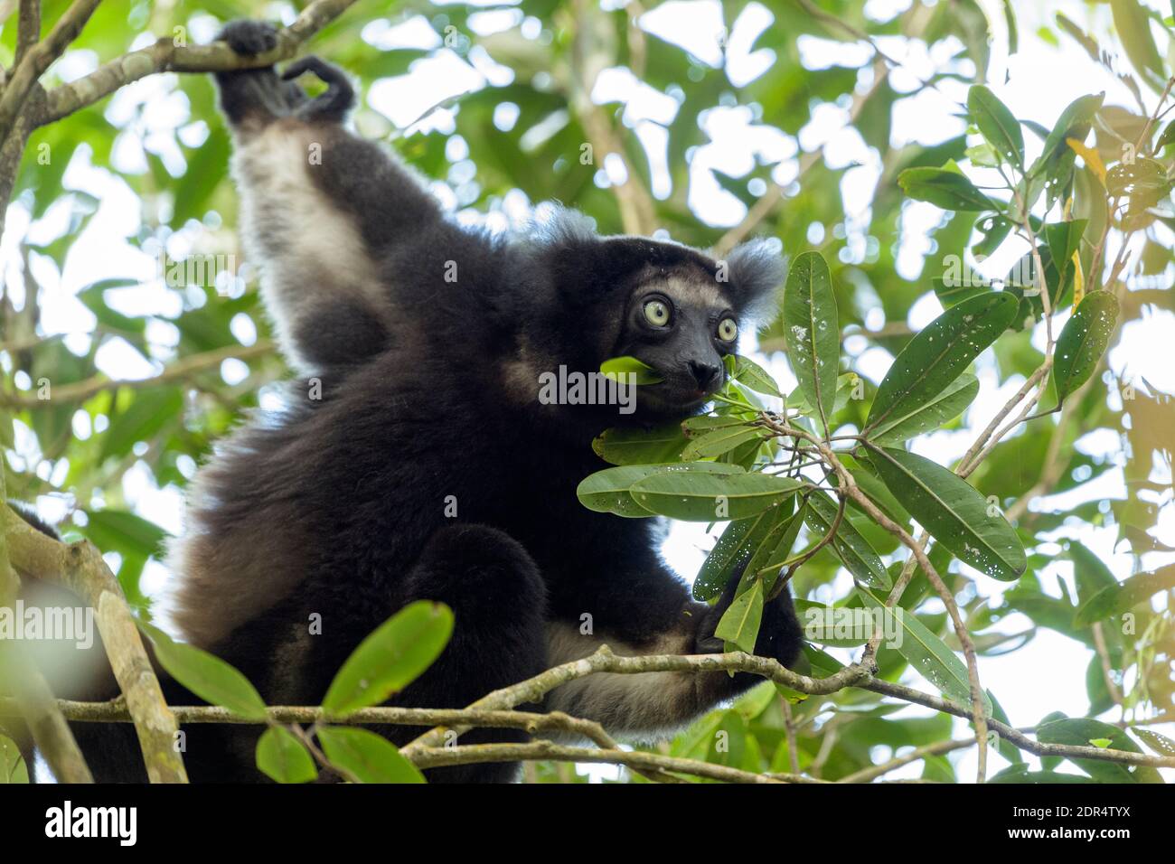 Indri (Indri indri), Palmarium Reserve, Madagascar Stock Photo - Alamy