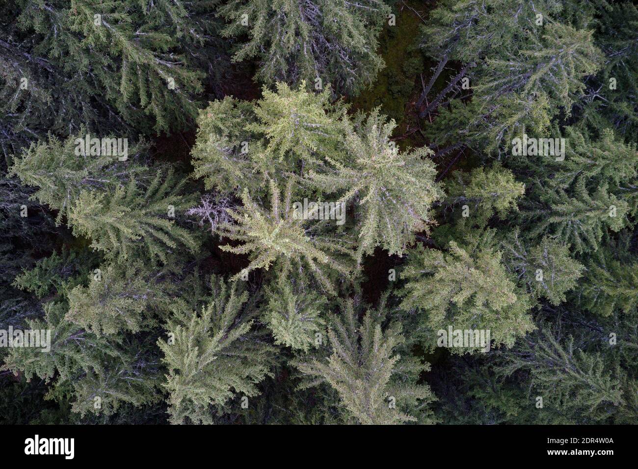 Aerial pine trees hi-res stock photography and images - Alamy