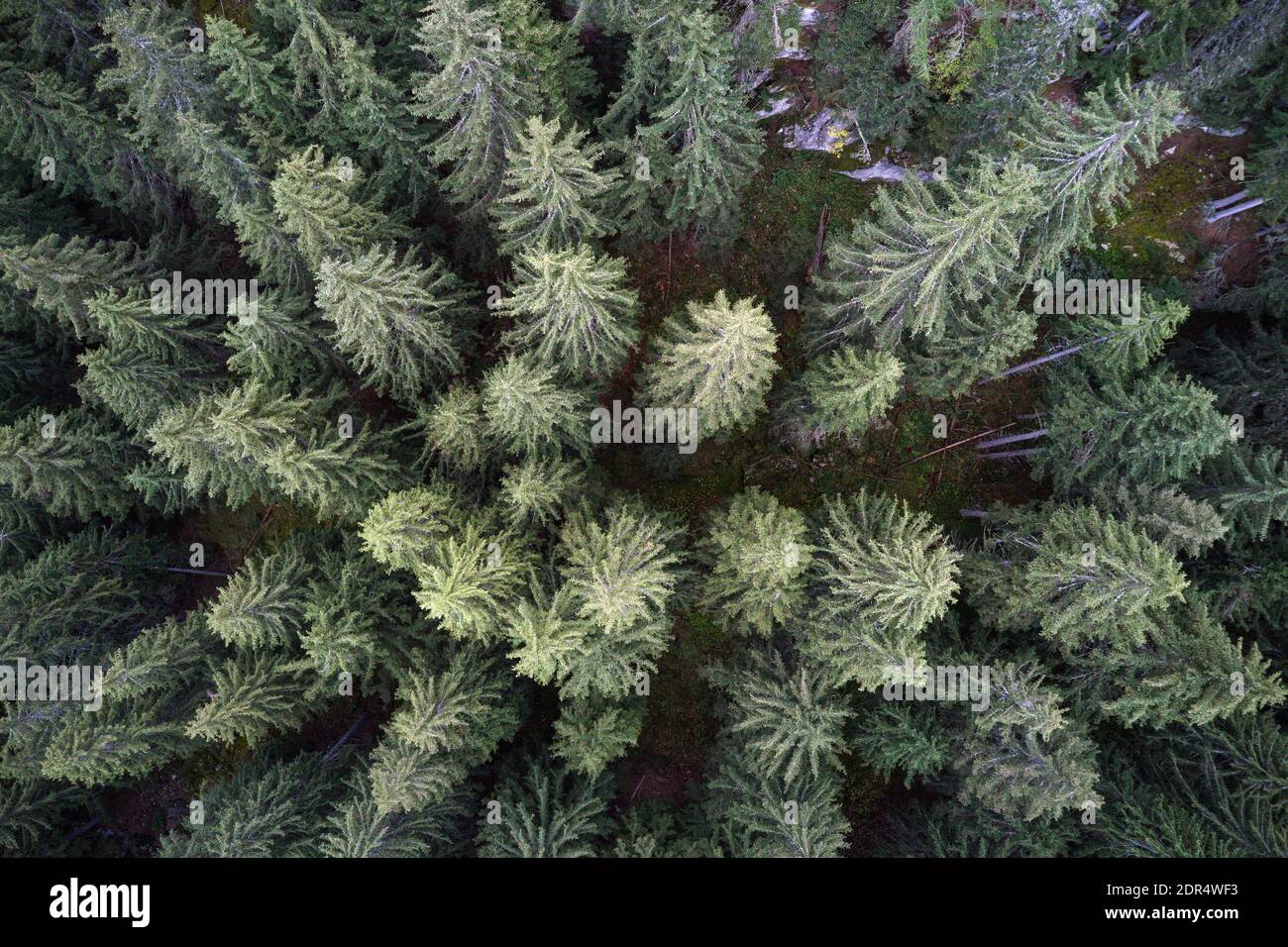 Pine trees woods forest high top tree hi-res stock photography and ...