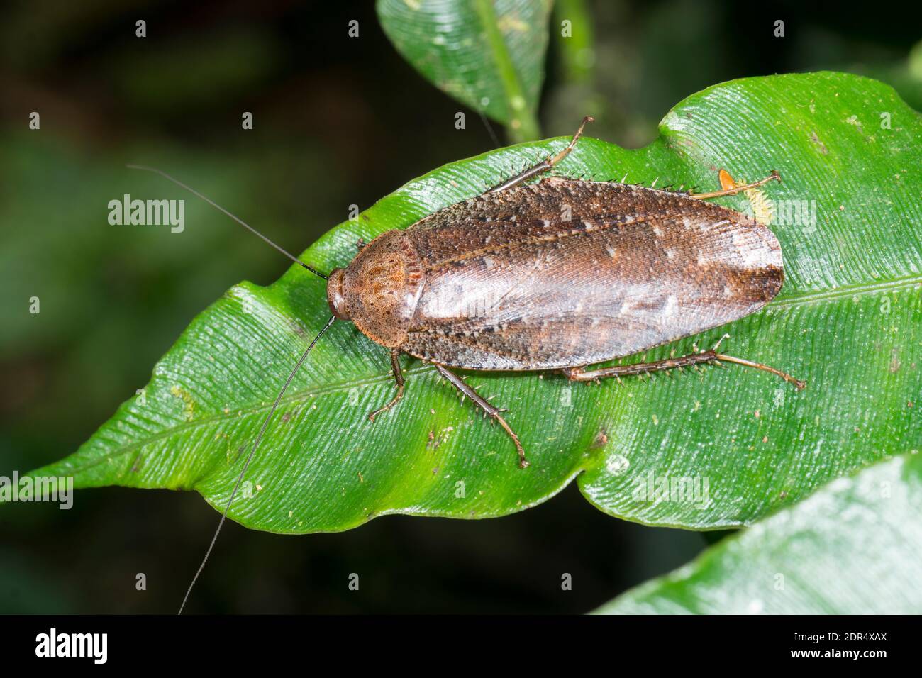 Cockroach (Epilampra sp.) on a fern leaf in the understory of montane ...