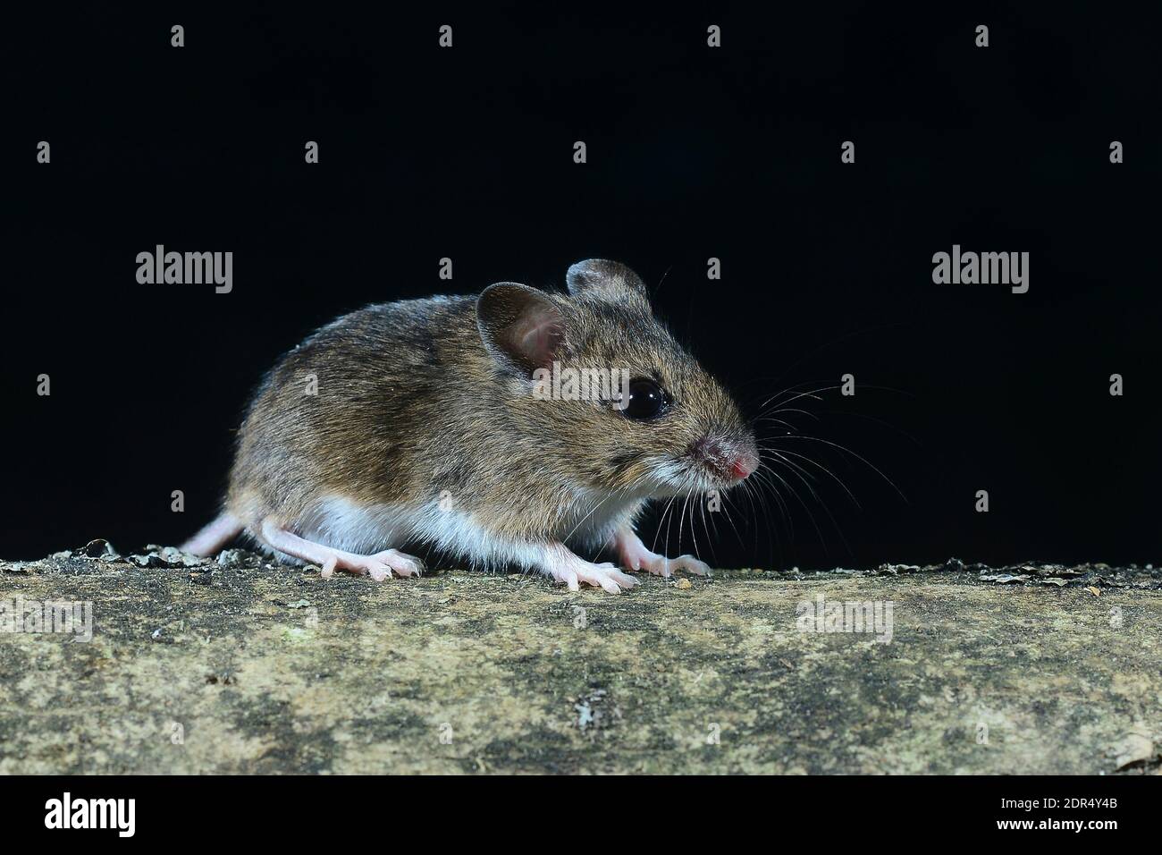wood mouse apodemus sylvaticus Stock Photo - Alamy
