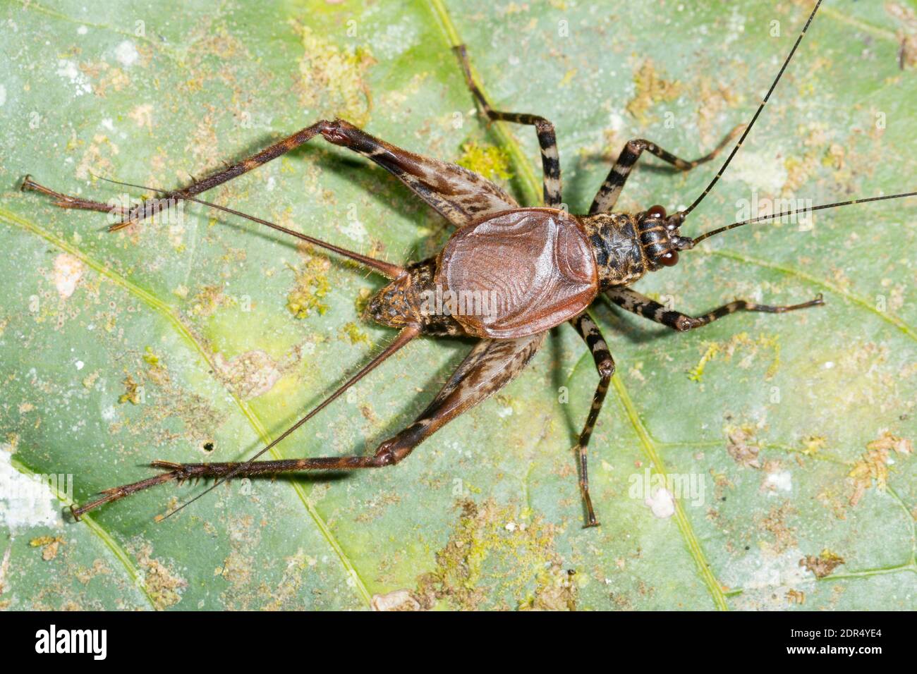Spider Cricket (family Phalangopsidae) on a leaf in montane rainforest ...