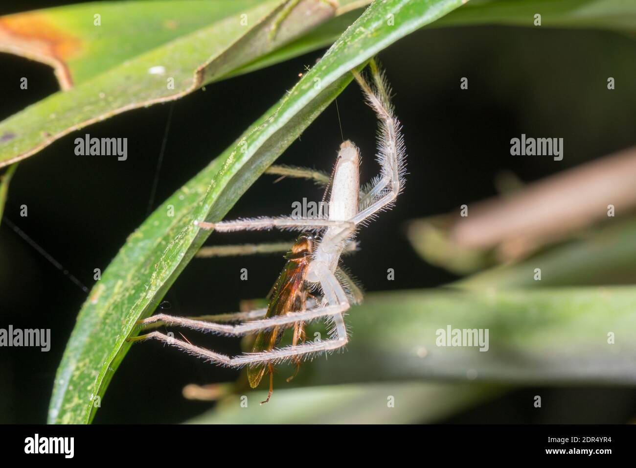 Ghost Spider (Family Anyphaenidae) eating a cockroach at night in ...