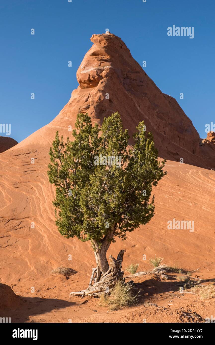 Juniper Tree In Rocky Desert With Clear Sky Stock Photo - Alamy