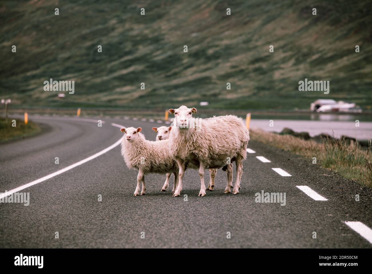 Animals marking sign hi-res stock photography and images - Alamy
