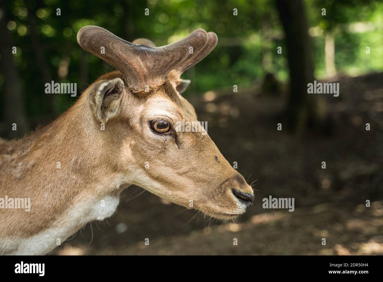 deer staring straight back at the camera Stock Photo - Alamy