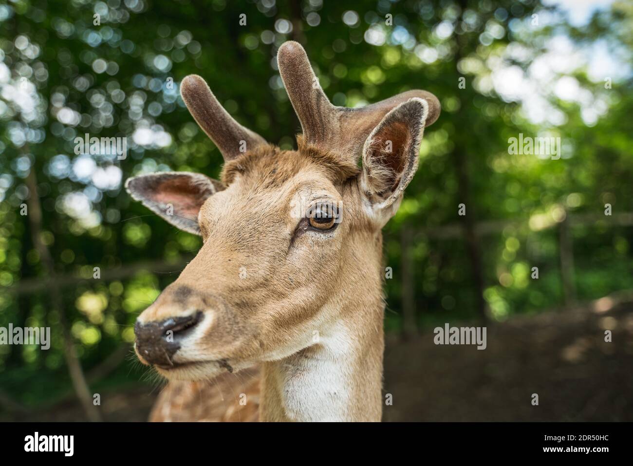 deer staring straight back at the camera Stock Photo - Alamy