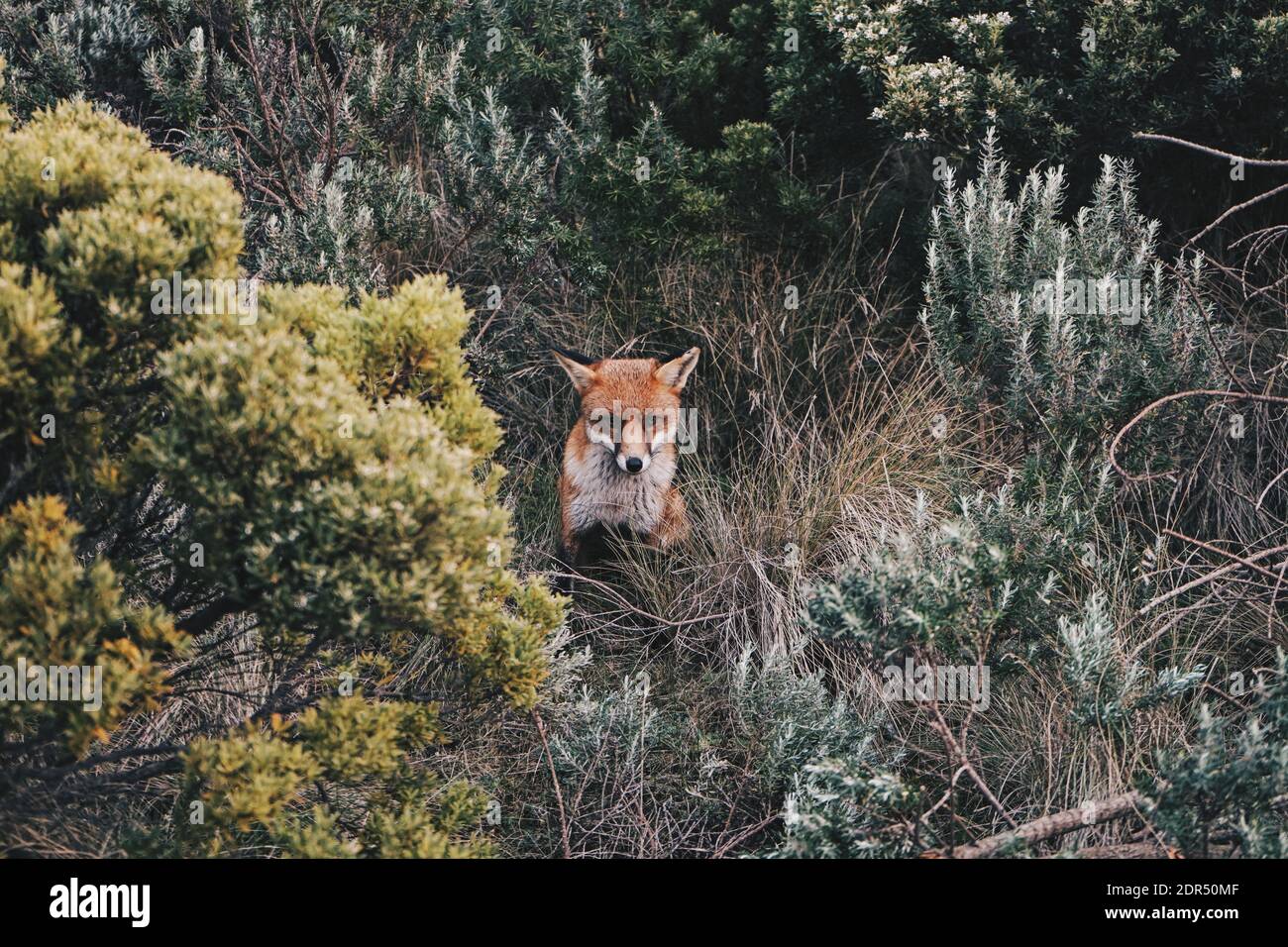 Fox hiding hi-res stock photography and images - Alamy