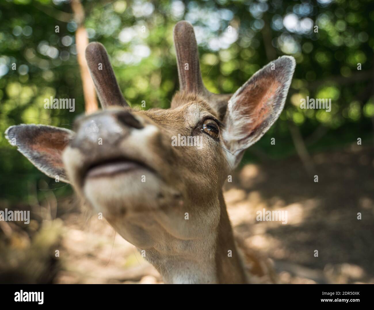 deer staring straight back at the camera Stock Photo - Alamy