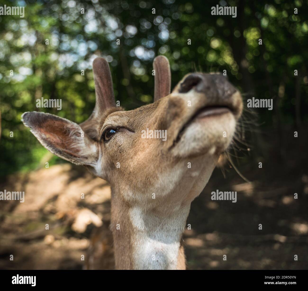 deer staring straight back at the camera Stock Photo - Alamy