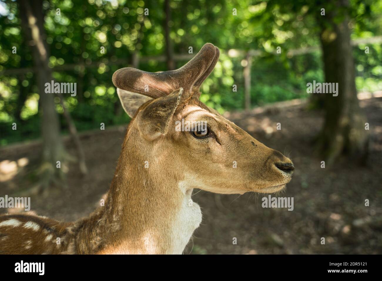 deer staring straight back at the camera Stock Photo - Alamy