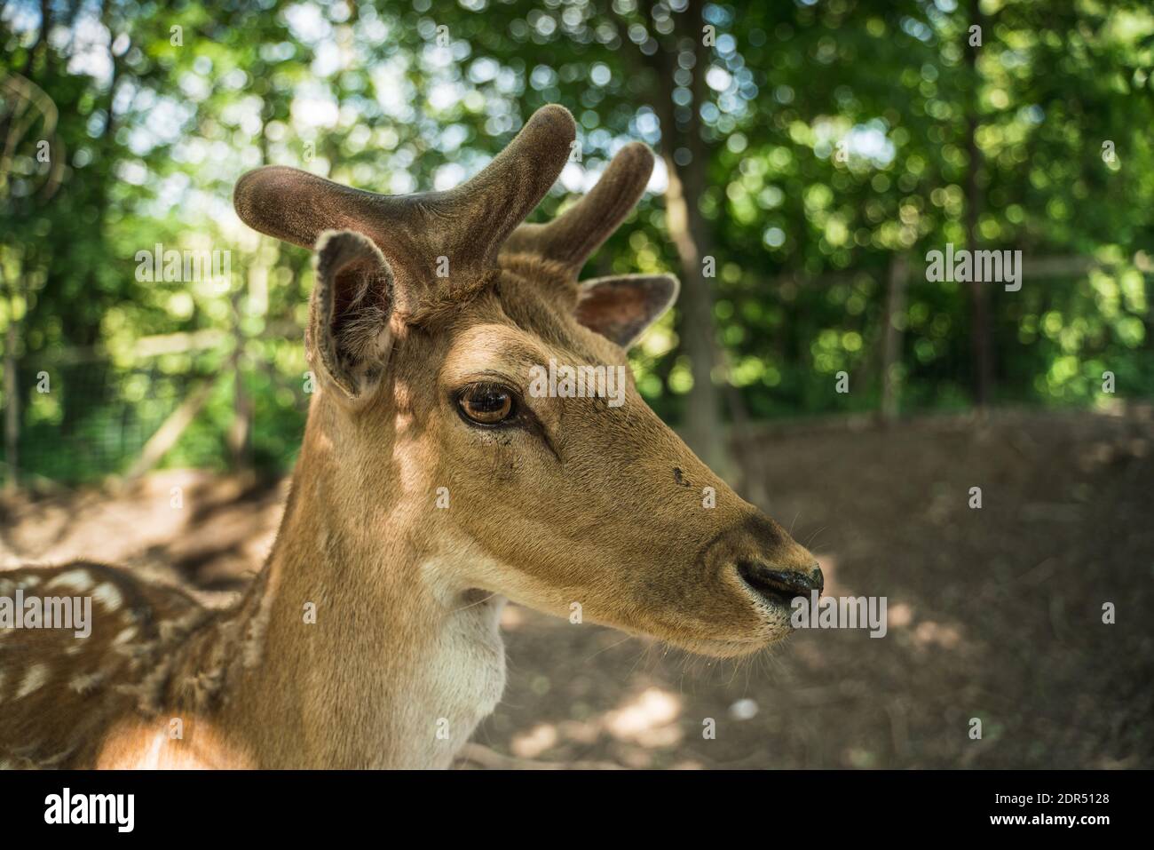 deer staring straight back at the camera Stock Photo - Alamy