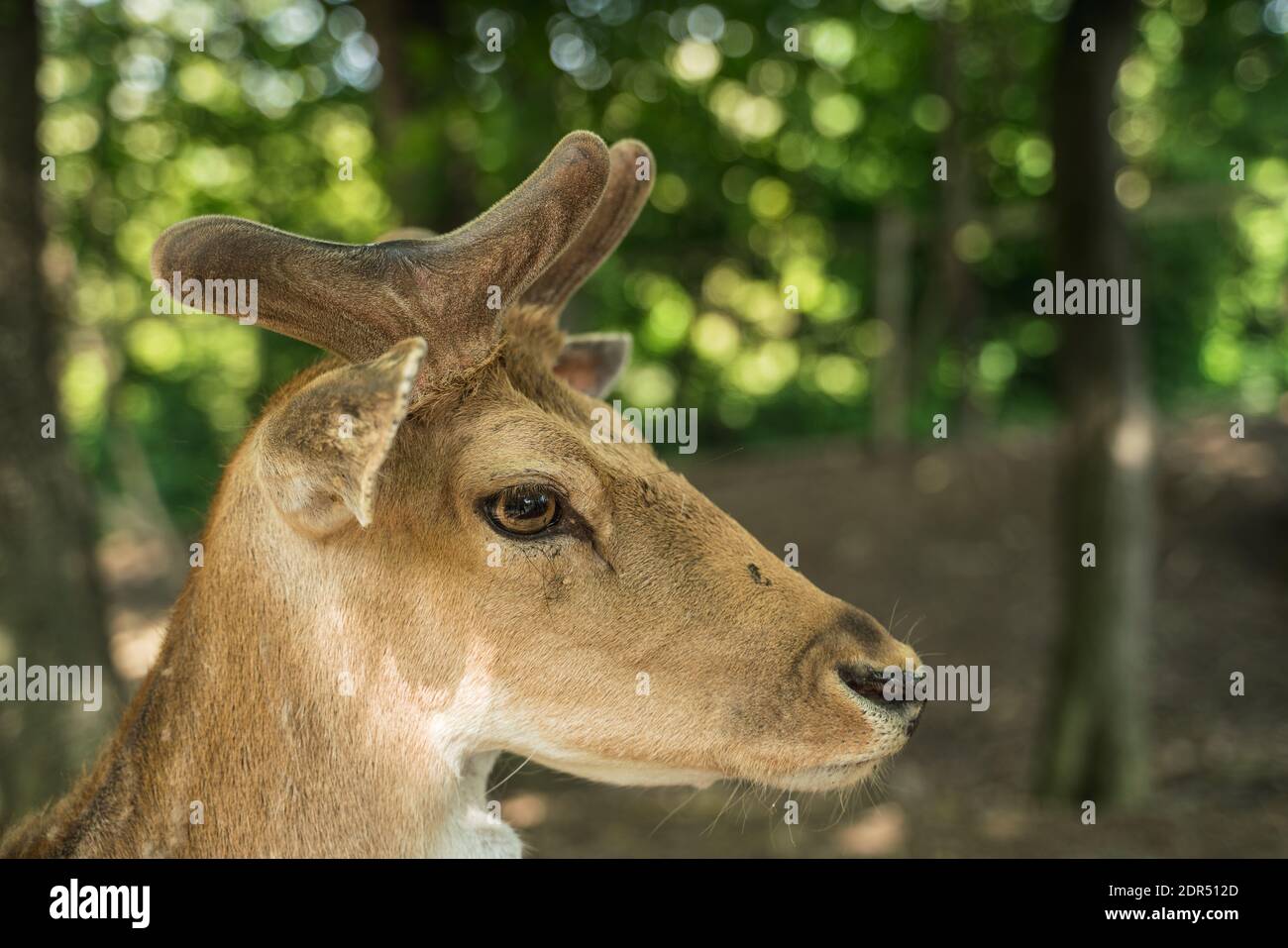 deer staring straight back at the camera Stock Photo - Alamy
