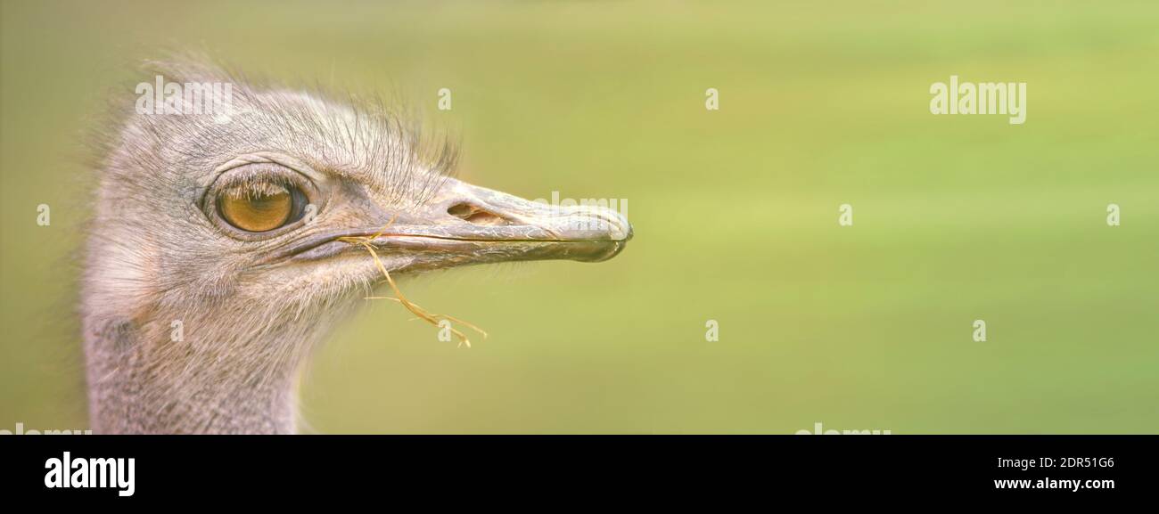 Ostrich Head, Side View . Panoramic Image With Copy Space Stock Photo ...