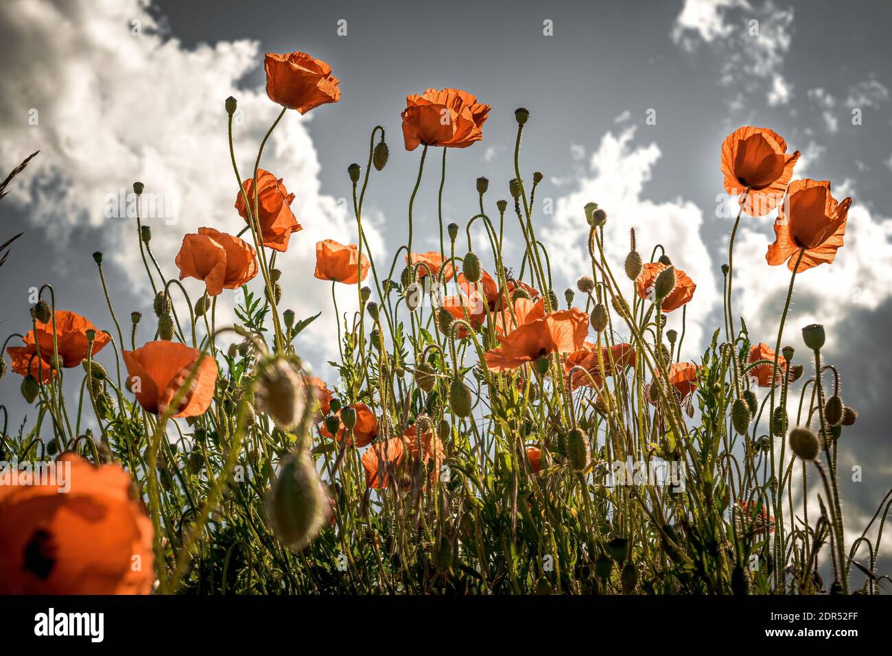 Red poppies in bloom on a field, faded colors Stock Photo - Alamy