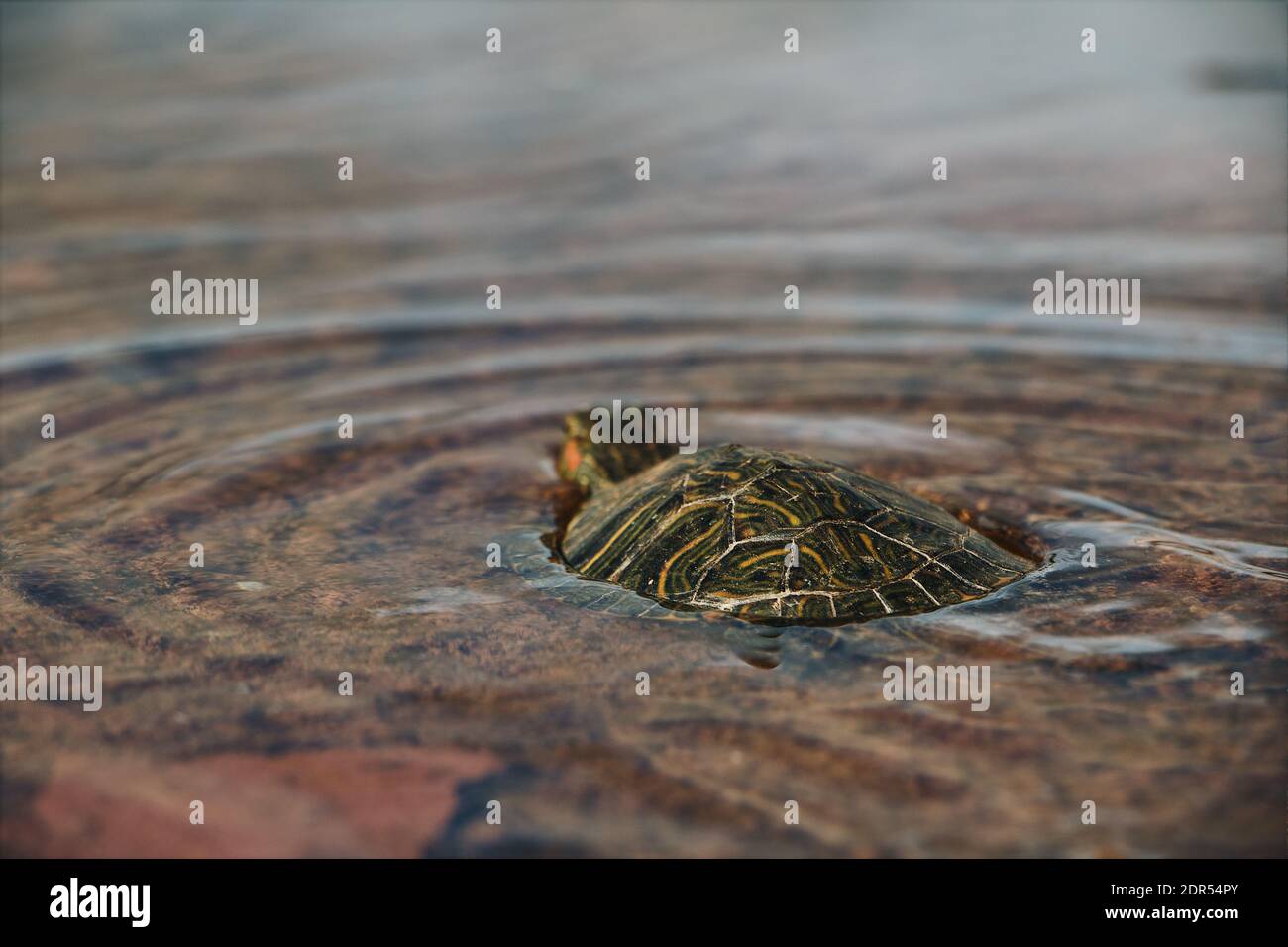 A small turtle swimming in water from behind Stock Photo - Alamy