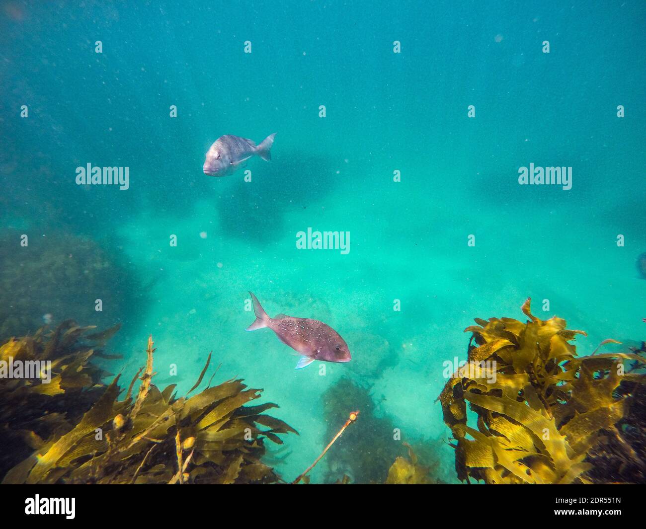 New zealand sea floor hi-res stock photography and images - Alamy