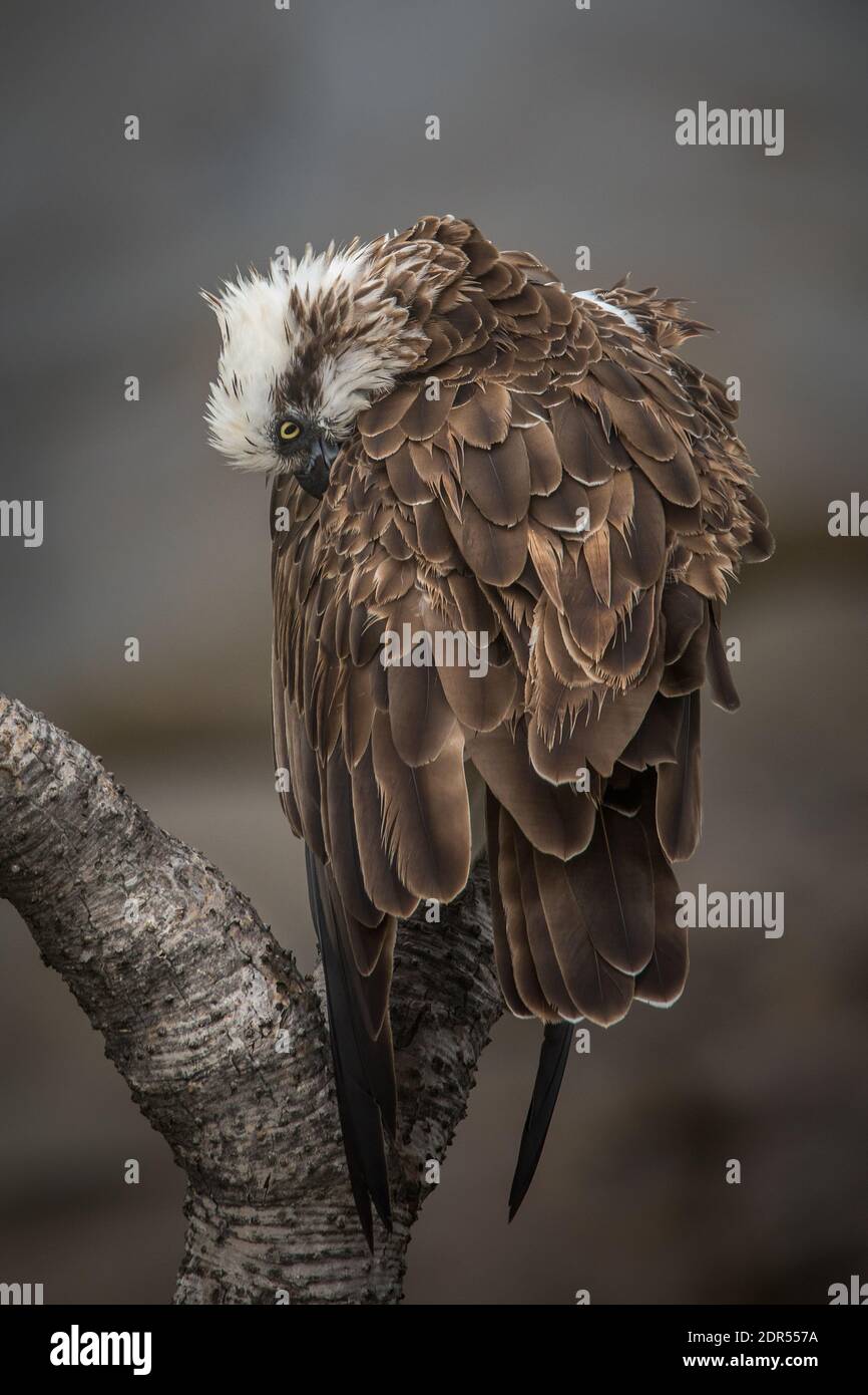 Eagle Australia Osprey High Resolution Stock Photography and Images - Alamy