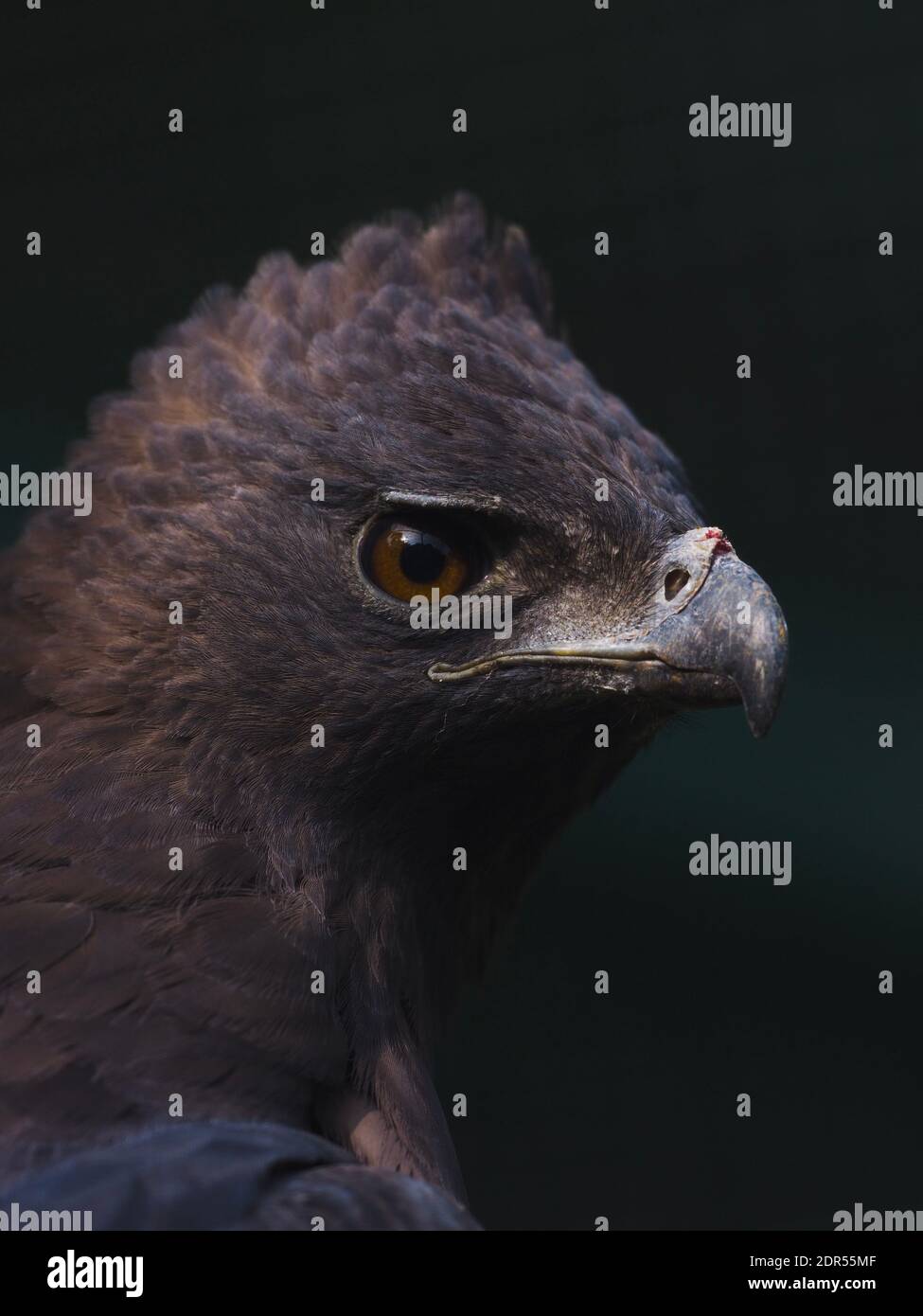 Indonesian eagle hi-res stock photography and images - Alamy