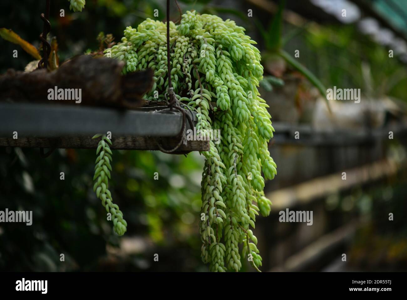 Sedum morganianum in pot hanging, is popular succulent with trailing ...