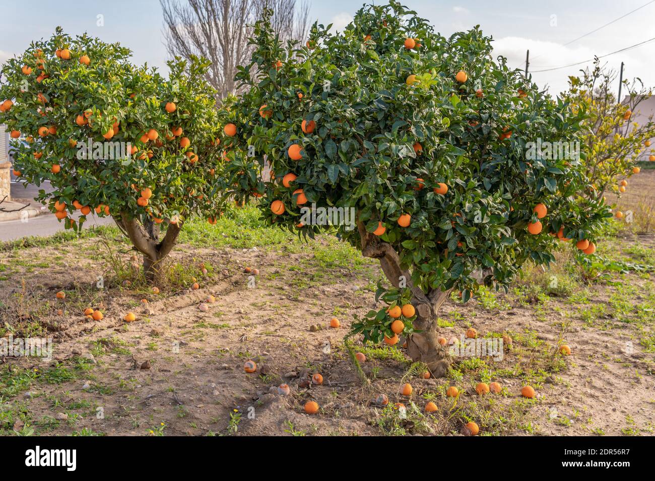 Majorca mallorca spain nutrition health background hi-res stock ...