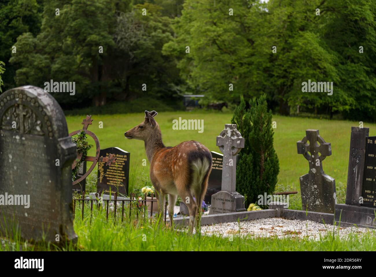 Deer in cemetery hi-res stock photography and images - Alamy