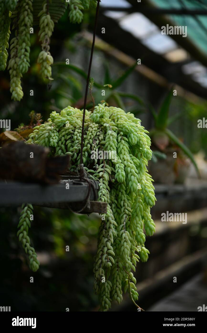Sedum morganianum in pot hanging, is popular succulent with trailing ...