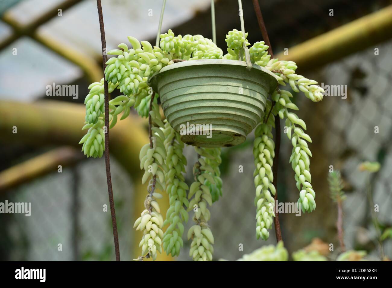 Sedum morganianum in pot hanging, is popular succulent with trailing ...