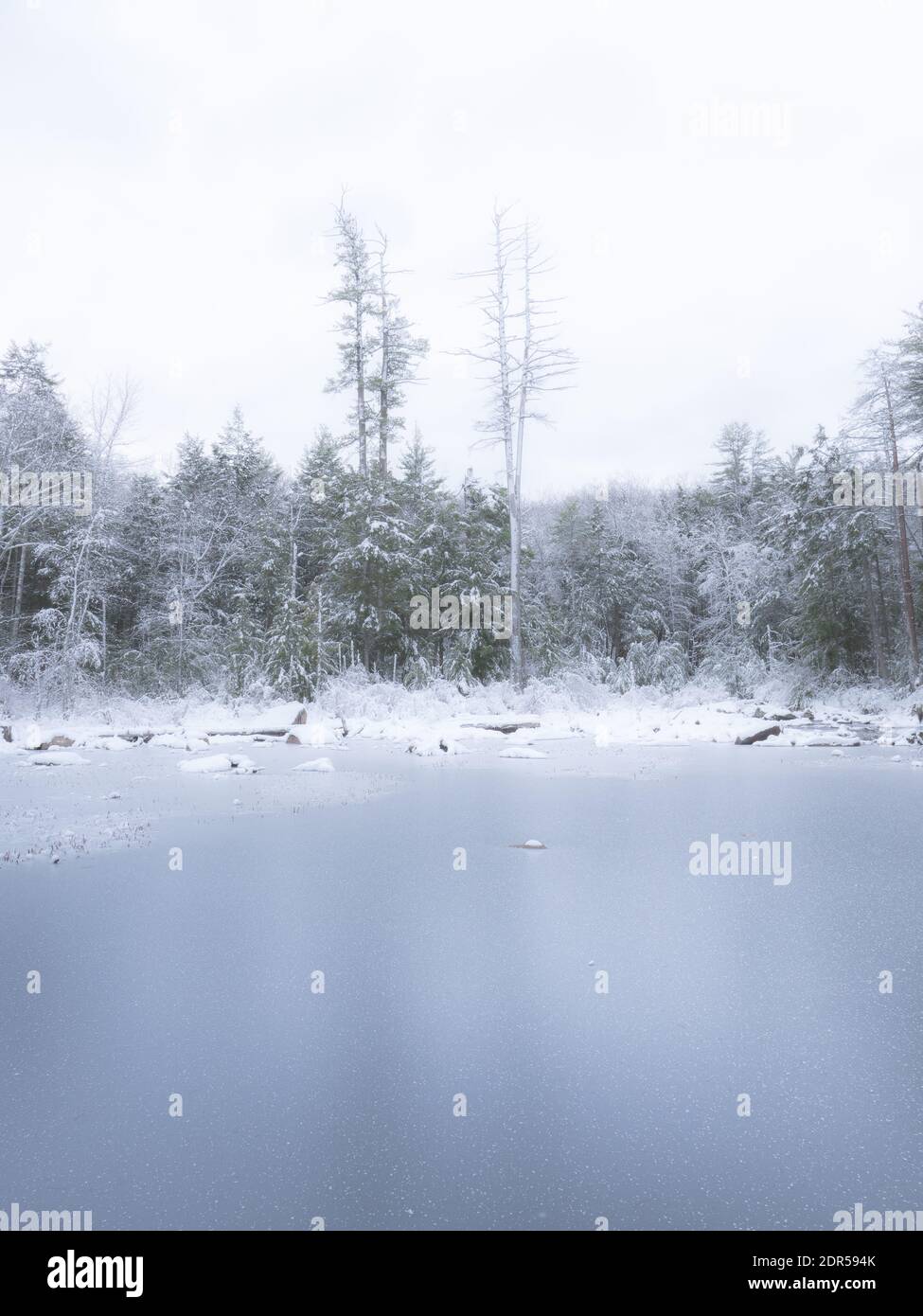 Snow covered hemlock tree hi-res stock photography and images - Alamy