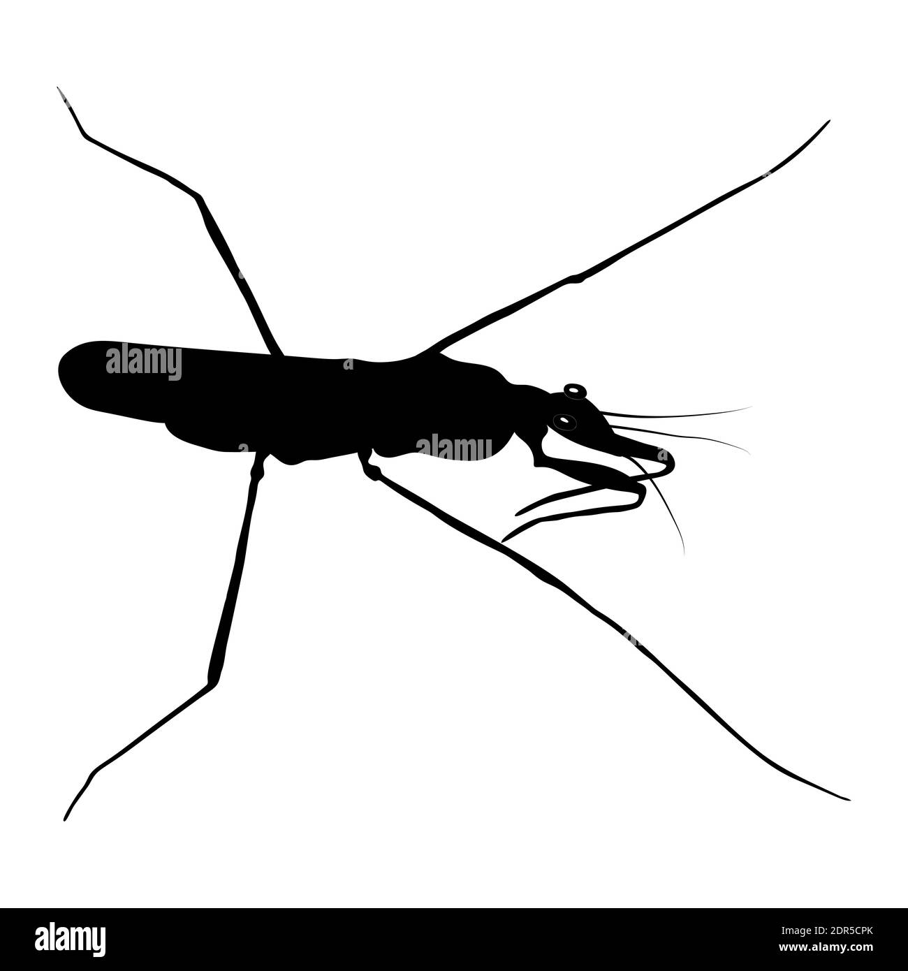 Waterstrider High Resolution Stock Photography and Images - Alamy