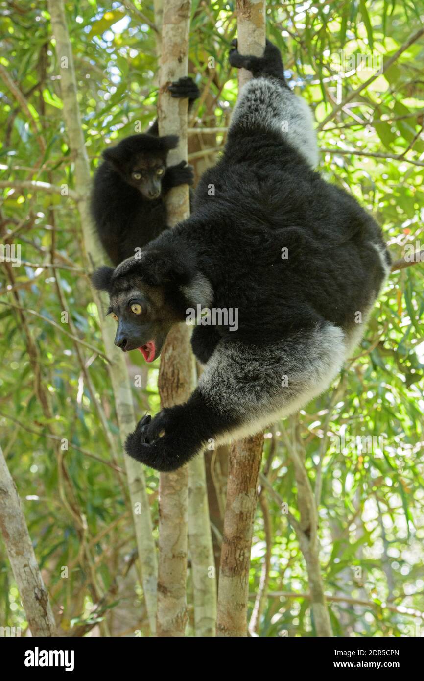 Female and baby Indri (Indri indri), Palmarium Reserve, Madagascar ...