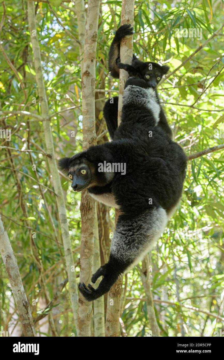Female and baby Indri (Indri indri), Palmarium Reserve, Madagascar Stock Photo - Alamy