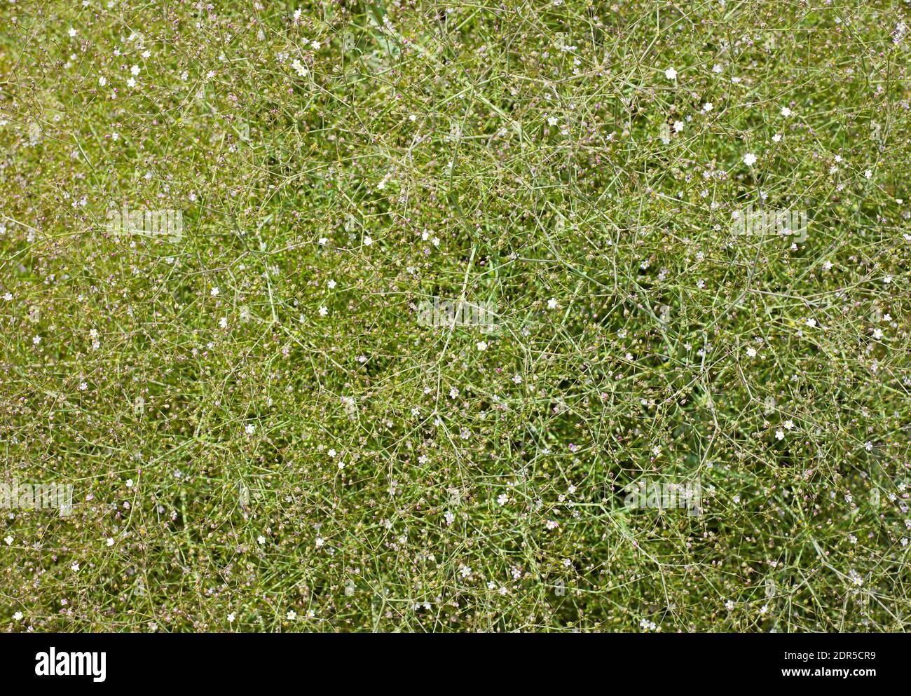 Green natural background. Curly grass with small white flowers Stock ...