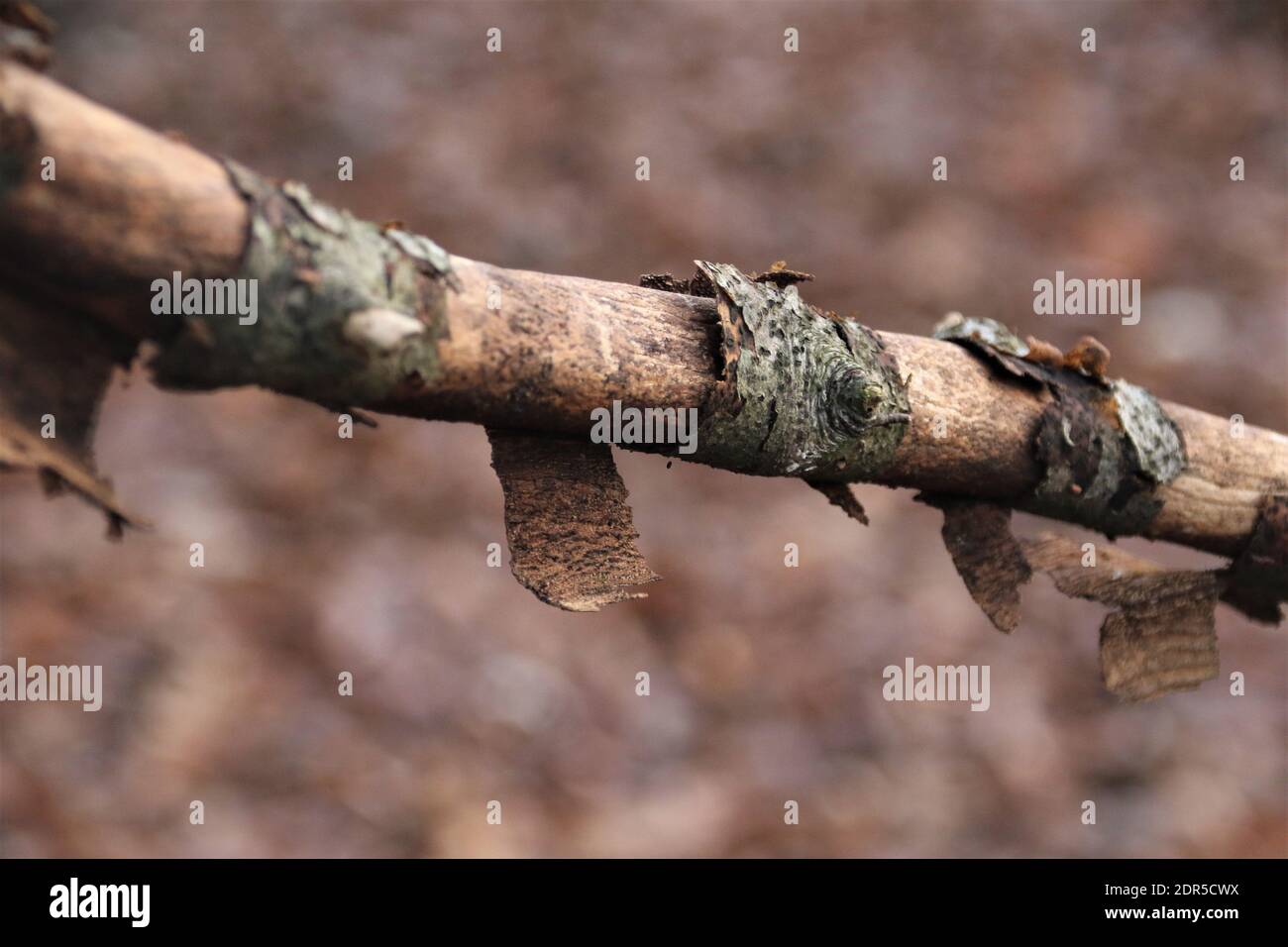 bark peeling off a tree Stock Photo - Alamy