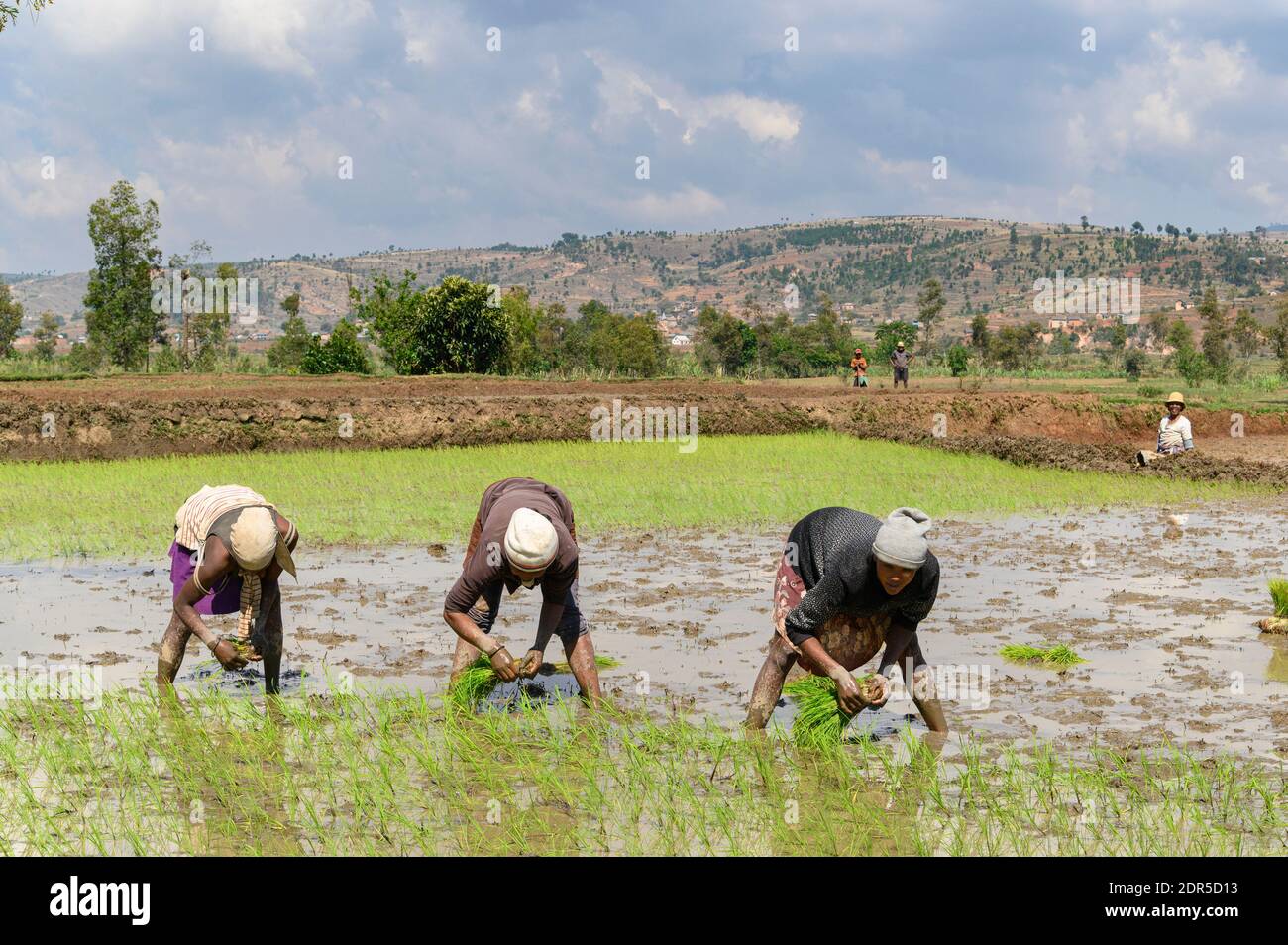 Madagascar Rice Farm High Resolution Stock Photography and Images - Alamy